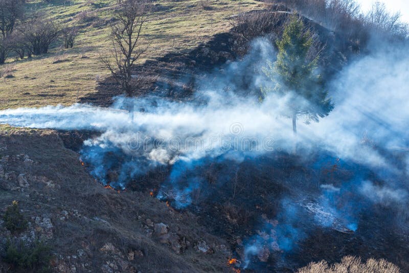 Single Pine Tree in Dense Smoke on the Hill Stock Photo - Image of ...