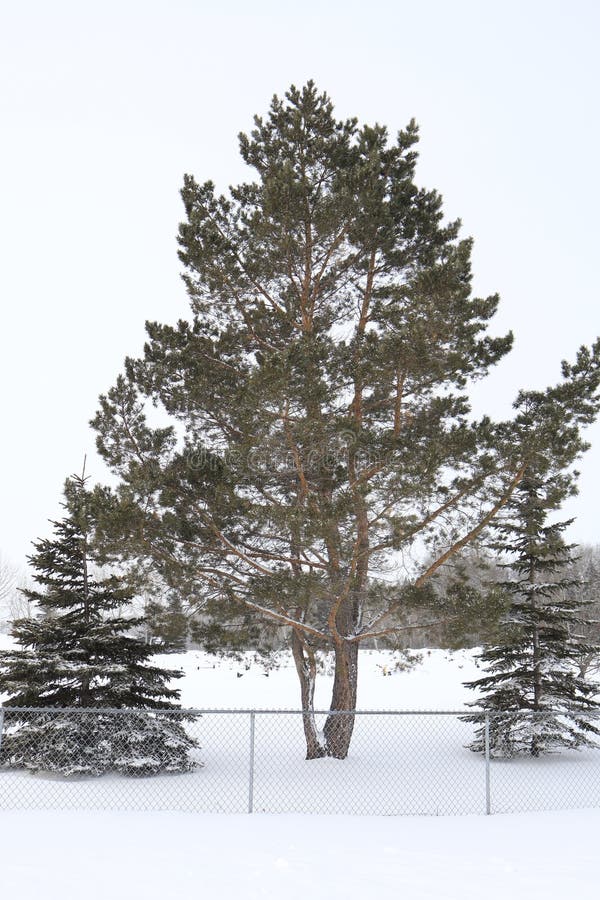 Small Sprucetrees Stock Photos - Free & Royalty-Free Stock Photos from ...