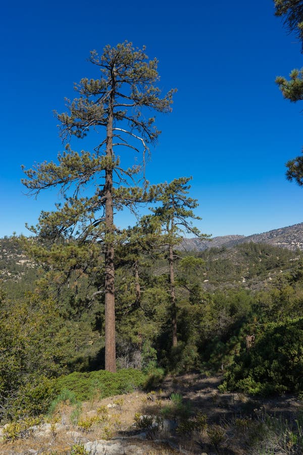 Single Pine Tree in Forest stock image. Image of hiking - 75550305