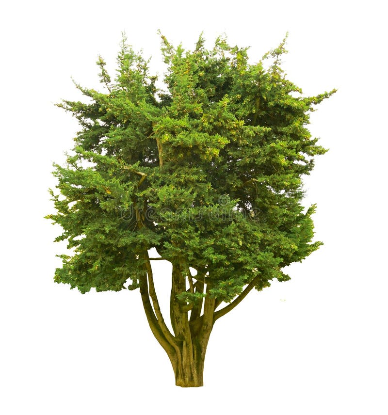 23+ Single tall pine tree Free Stock Photos - StockFreeImages