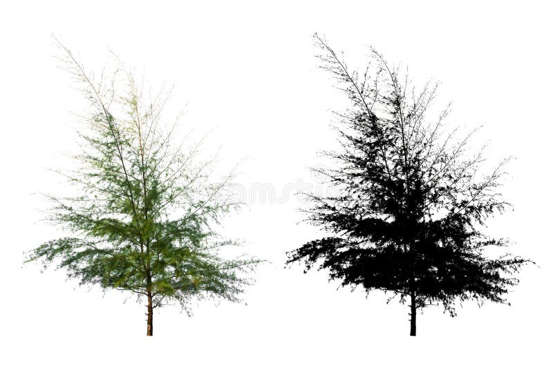 Single Pine Tree Isolated on White Background with Silhouette Single ...