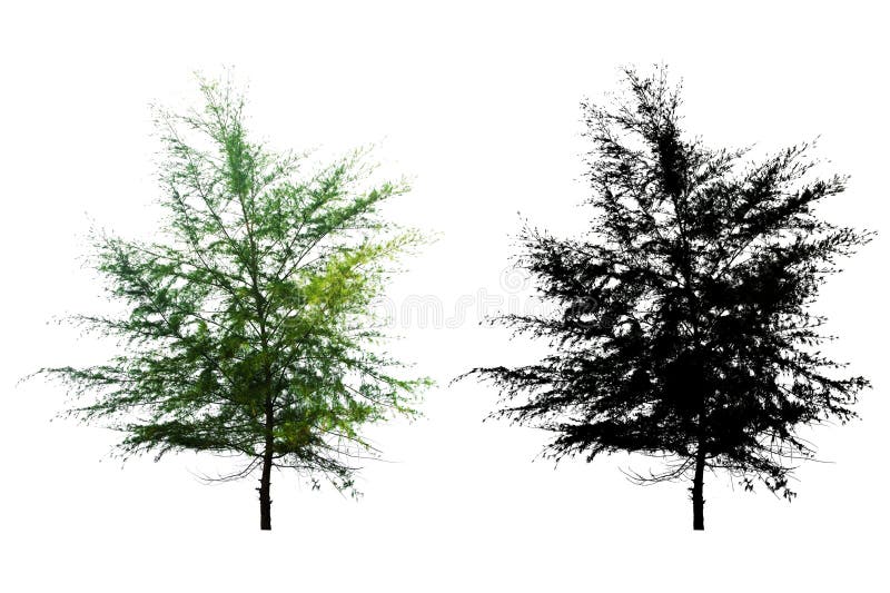 Single Pine Tree Isolated on White Background with Silhouette Single ...