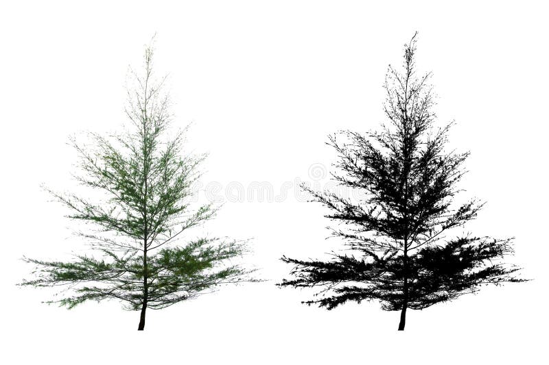 Single Pine Tree Isolated on White Background with Silhouette Single ...