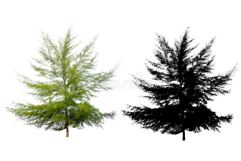 Single Pine Tree Isolated on White Background with Silhouette Single ...