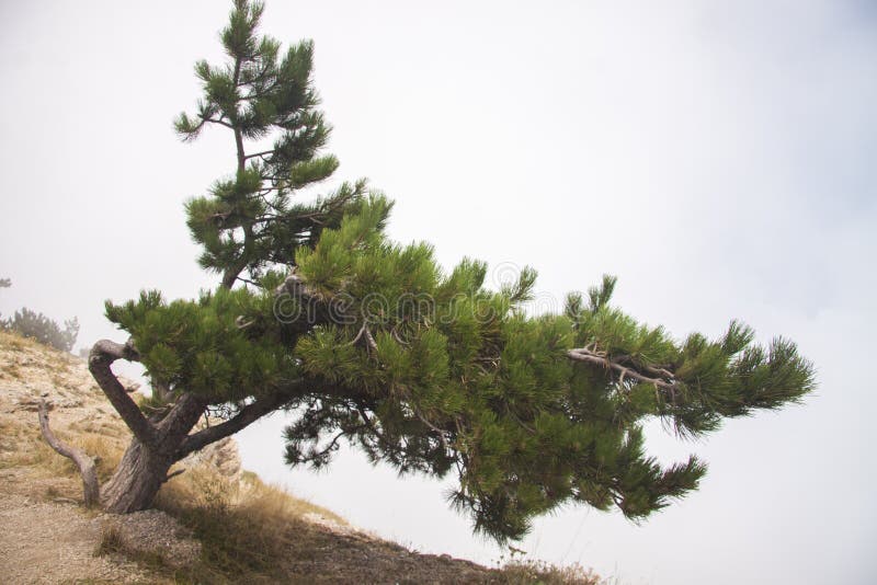 Single pine tree stock image. Image of crimea, nature - 78203285