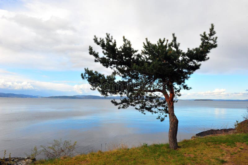 Single Pine Tree stock image. Image of coast, cloud - 214169003