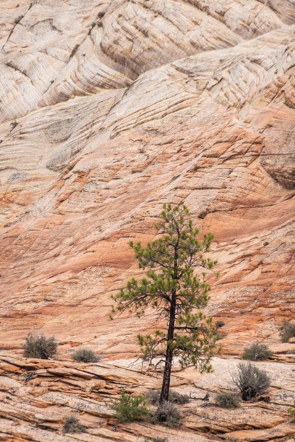 A Single Pine Tree Standing in Front of a Massive Sandstone Wall with ...