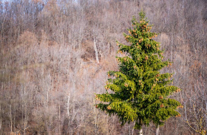 Single Pine Tree Stands Tall Against a Backdrop of Barren Trees ...