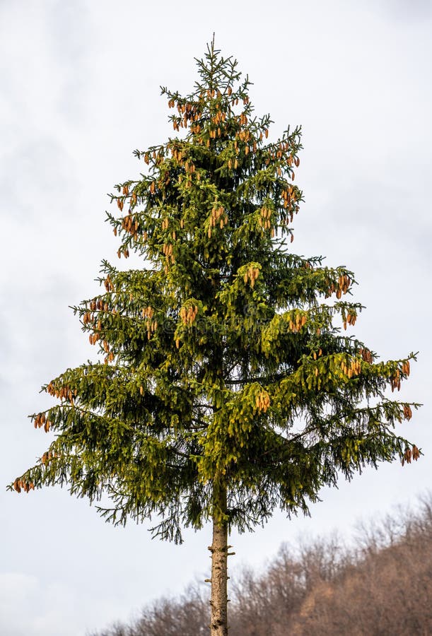 Single Pine Tree Stands Tall Against a Backdrop of Barren Trees ...