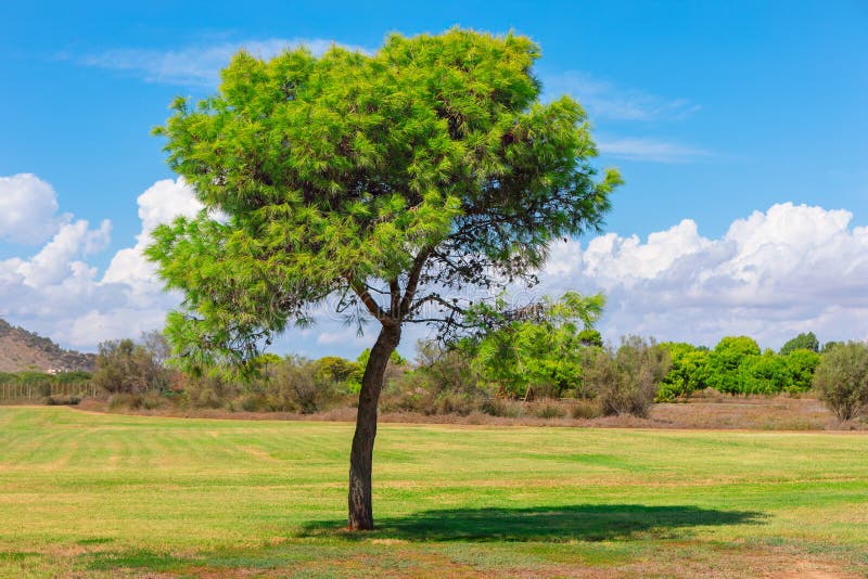 Single Pine Tree Stands Tall in a Grassy Field Stock Image - Image of ...