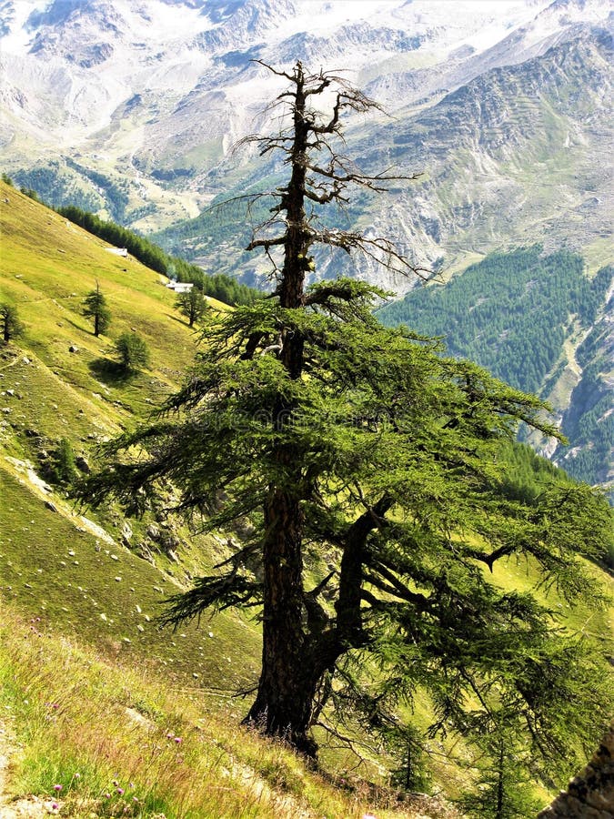 Single Pine Tree on a Steep Hillside in Switzerland Stock Photo - Image ...