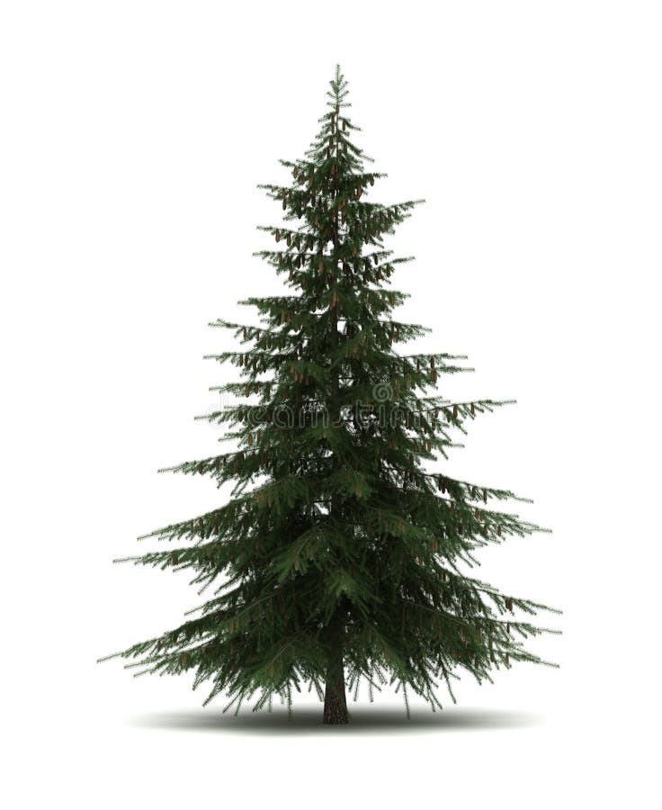 Single pine silhouette stock vector. Illustration of botany - 3907808