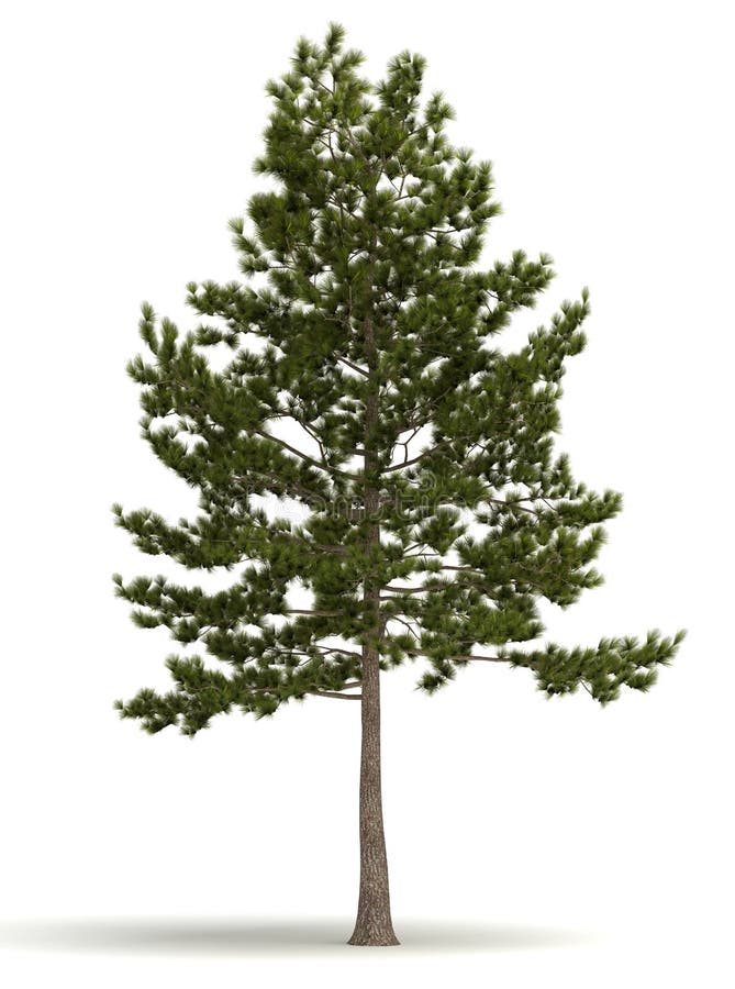 Single Pine Tree Royalty Free Stock Photo - Image: 37351775