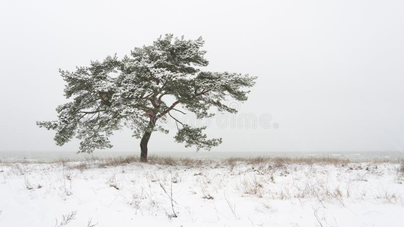 Single pine tree at winter stock image. Image of overcast - 30576897