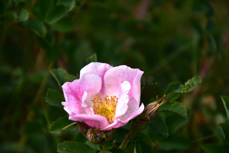 Single Pink Alberta Wild Rose Stock Photo - Image of macro, petal ...