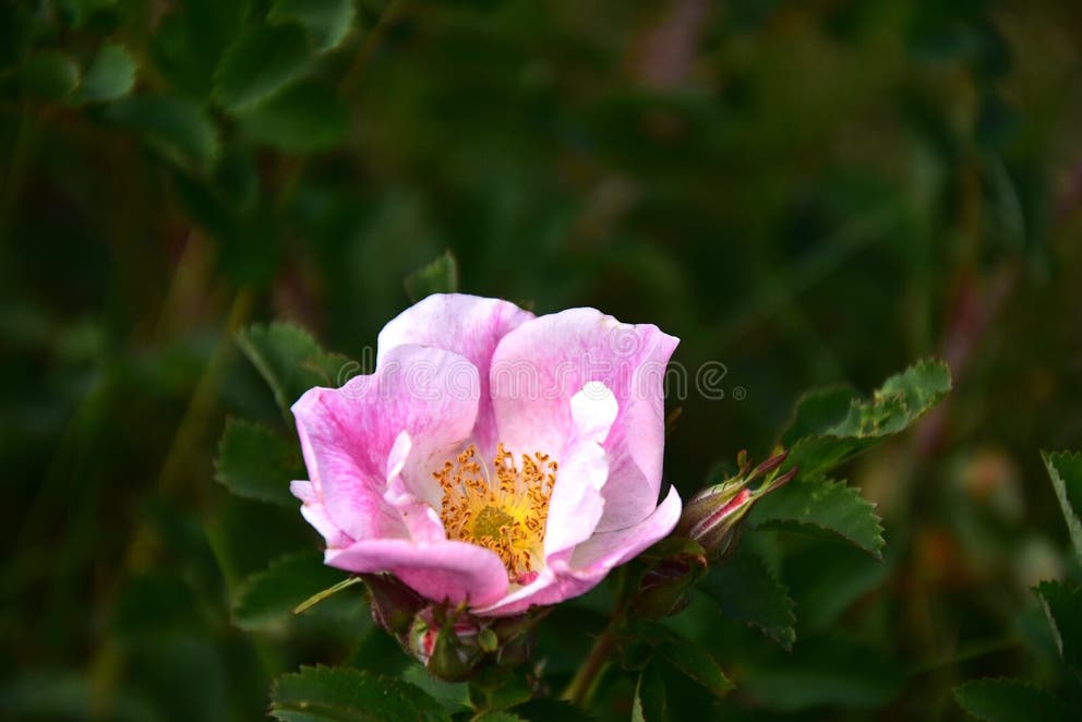 Single Pink Alberta Wild Rose Stock Photo - Image of macro, petal ...