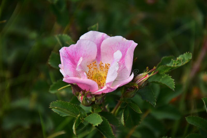 Single Pink Alberta Wild Rose Stock Photo - Image of floral, plant ...
