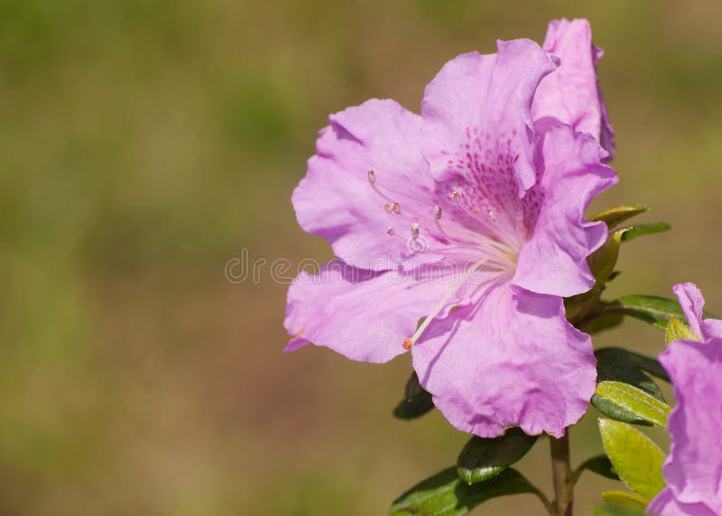 Azalea Bloom with Yellow Butterfly Sampling Pollen Stock Image - Image ...