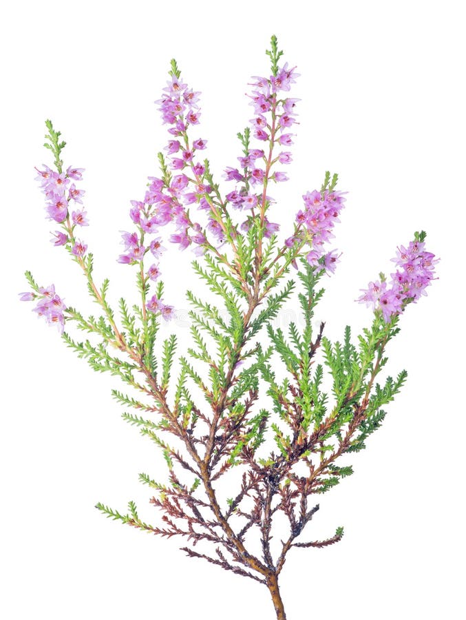 Blossoming Heather Branch Isolated on White Stock Photo - Image of ...