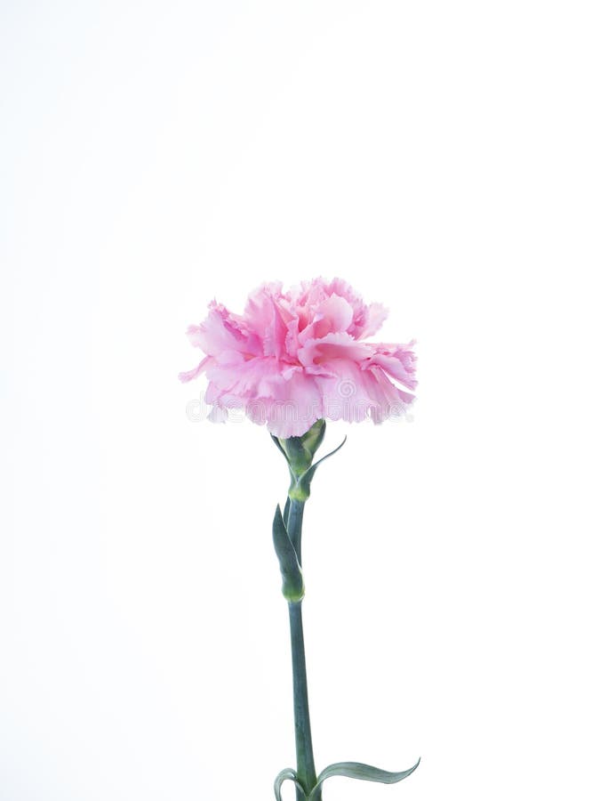 Single Pink Carnations Flower on White Stock Photo - Image of plant ...