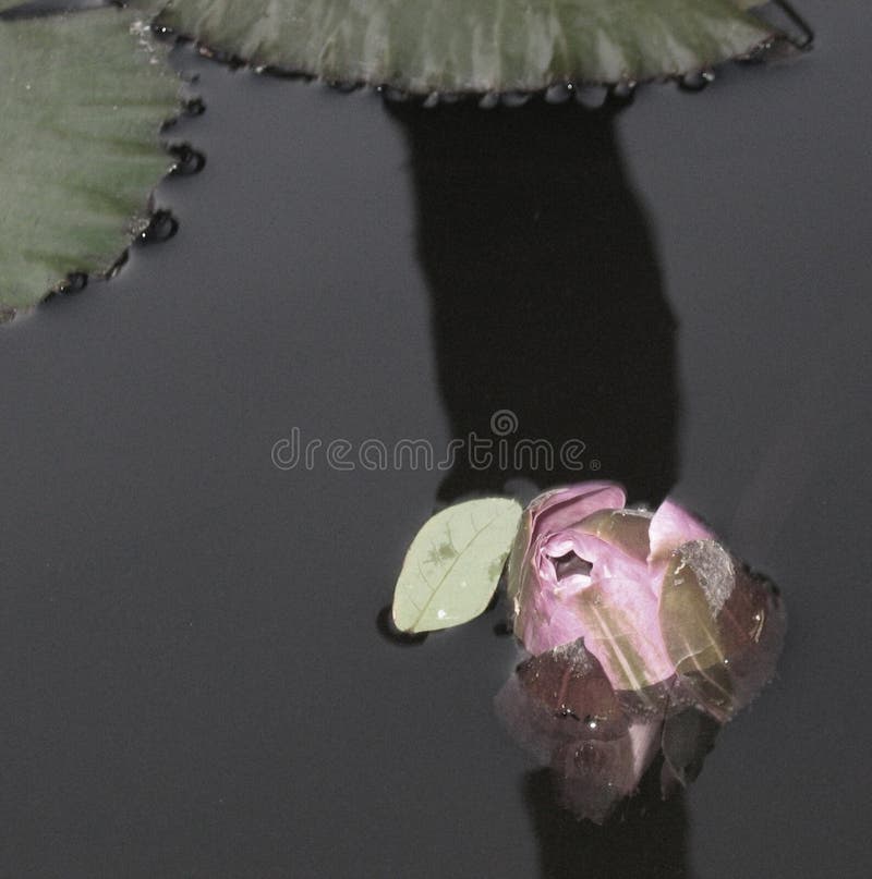 Single Pink Closed Lotus Flower Stock Image - Image of pink, leaf ...