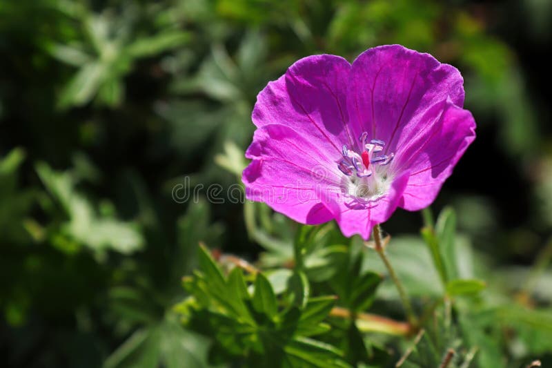 A Single Pink Cranesbill Geranium in Bloom Stock Image - Image of ...
