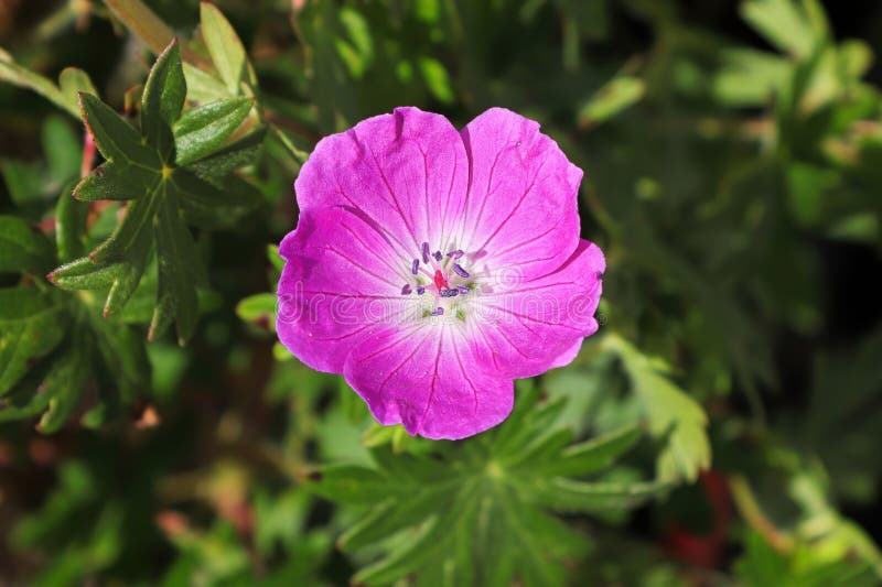 A Single Pink Cranesbill Geranium in Bloom Stock Photo - Image of ...