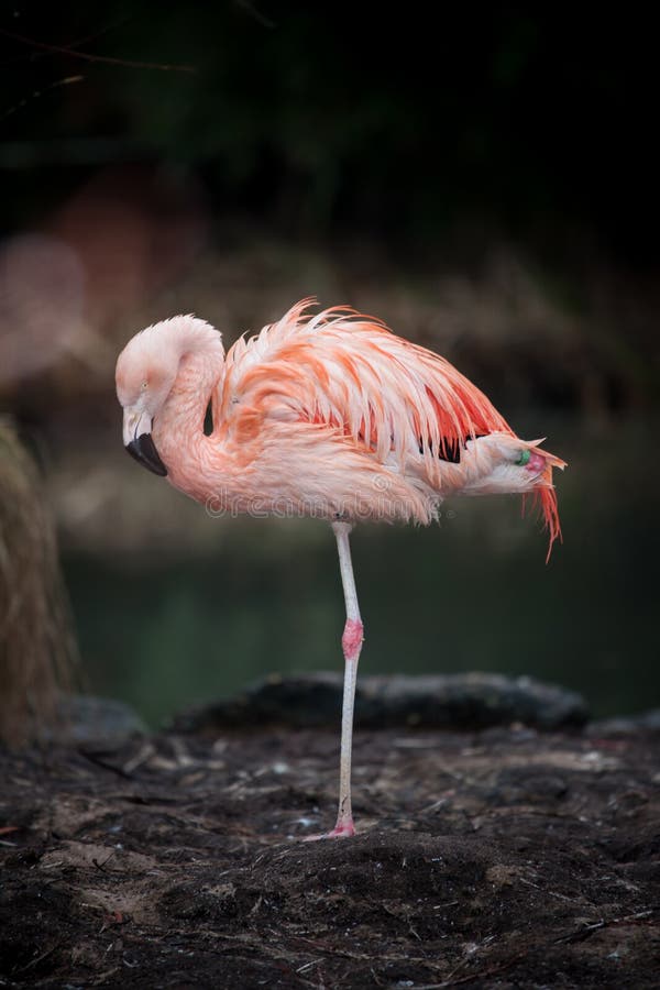 Single Pink Flamingo Sleeping Stock Image - Image of nature ...