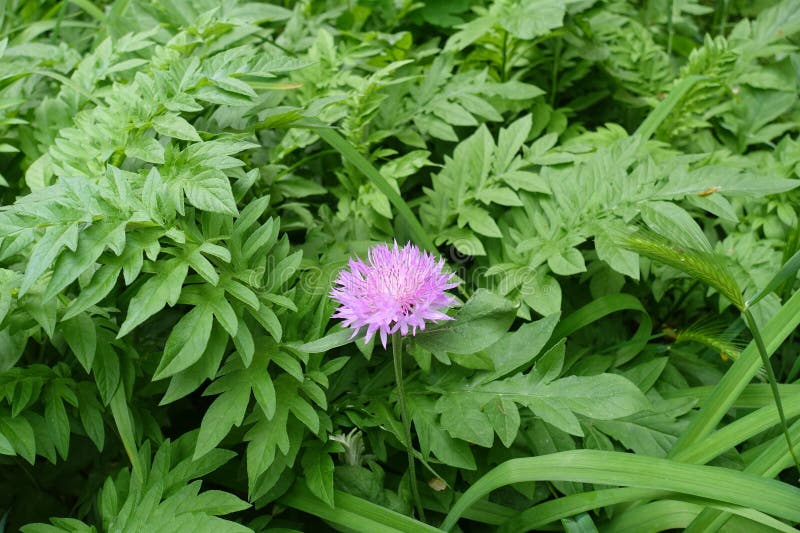 Single Pink Flower of Centaurea Dealbata Stock Photo - Image of foliage ...