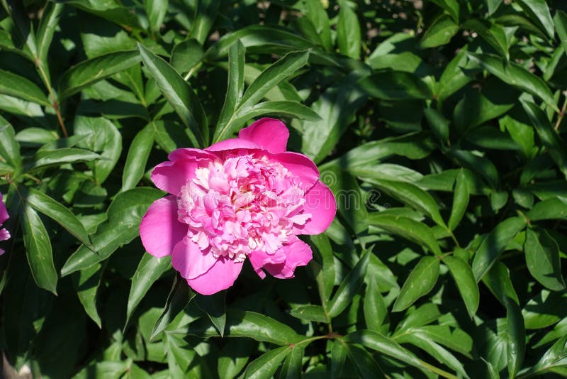 Single Pink Flower of Peony in Spring Stock Image - Image of june, lush ...