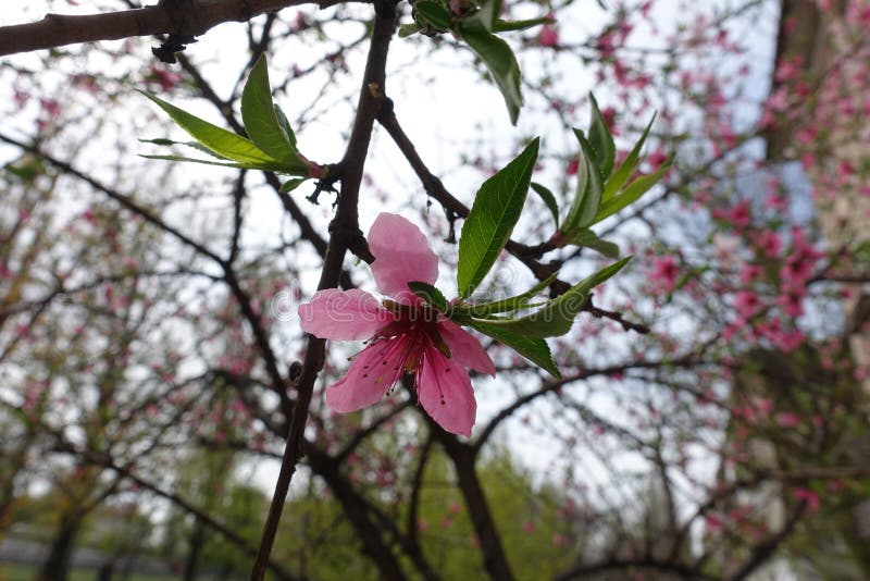 Single Pink Flower and Green Leaves of Peach in Spring Stock Photo ...