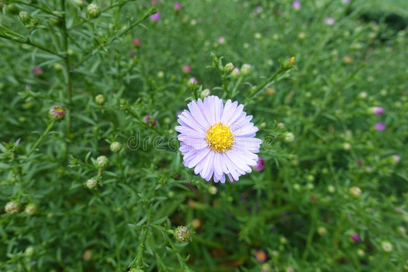 Single Pink Flower of Michaelmas Daisies Stock Photo - Image of botany ...
