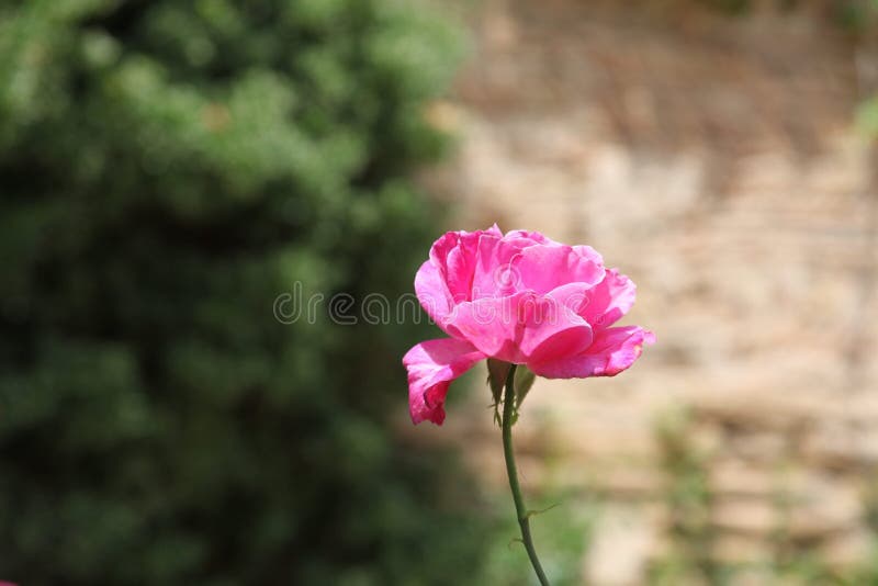 Single Pink Flower on Narrow Stem Stock Photo - Image of blossom, pink ...