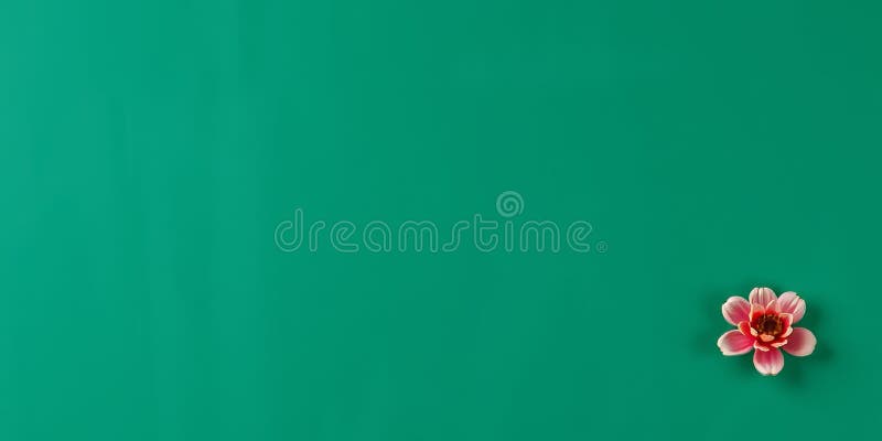 Single Pink Flower on a Teal Background Stock Illustration ...
