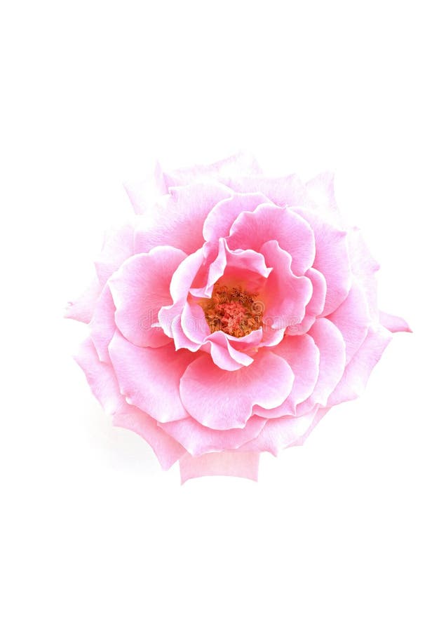 Single Pink Flower on the White Background Stock Image - Image of ...
