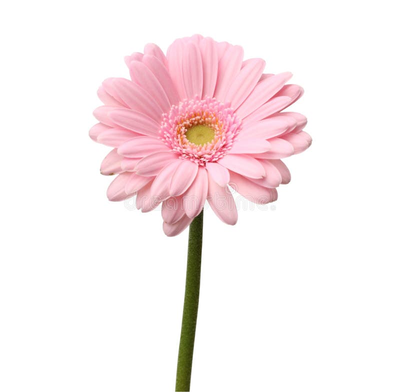 Gerbera flowers on white stock image. Image of beauty - 19694927