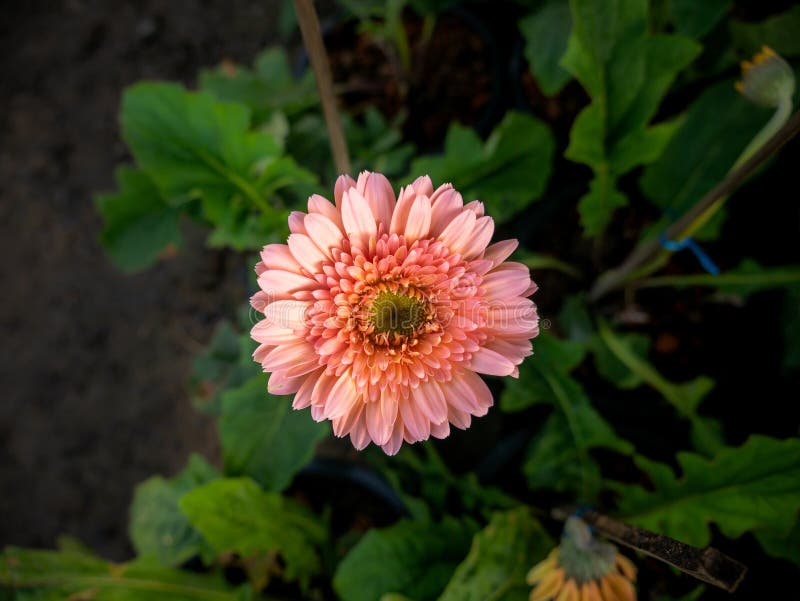 Pink Gerbera Flower Blooming Stock Photo - Image of flora, beauty ...