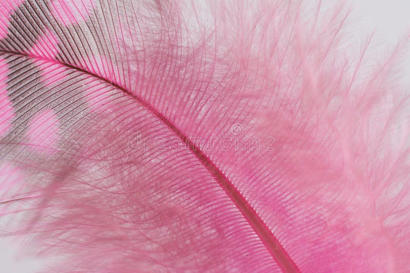 Single Pink Guinea Feather Macro Background Stock Photo - Image of ...