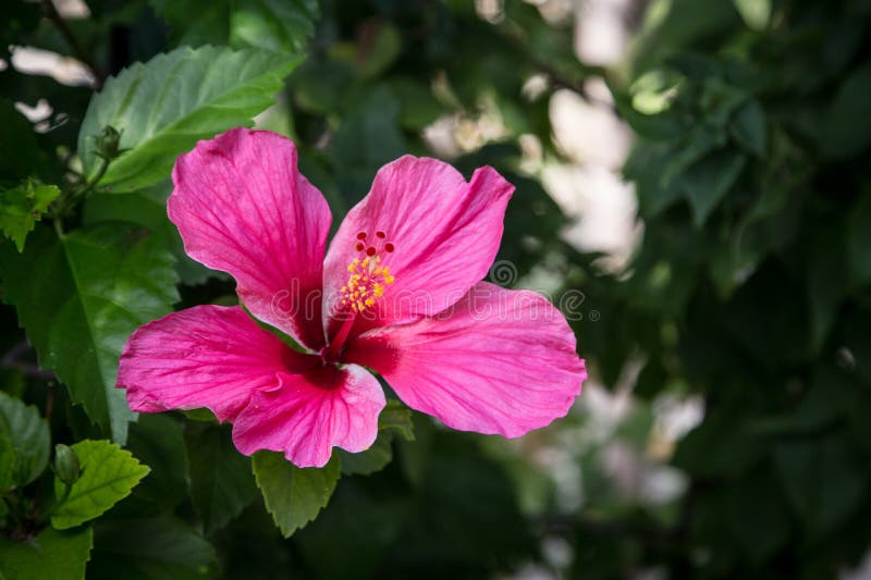 Single Pink Hibiscus Flower Stock Image - Image of america, room: 324524117