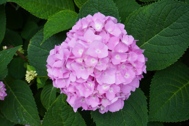 A Single Pink Hydrangea Bloom Stock Photo - Image of flower, smooth ...