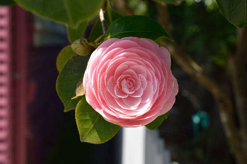 Single Pink Japanese Camellia Flower on a Tree Branch Stock Photo ...