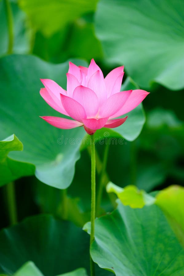 Single Red Lotus Flower with Green Leaves Stock Image - Image of ...