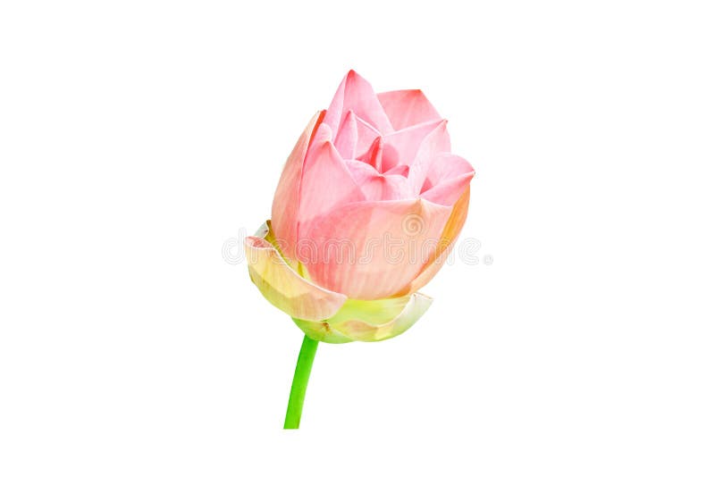 Single Pink Lotus Flower Isolated on White Background Stock Photo ...