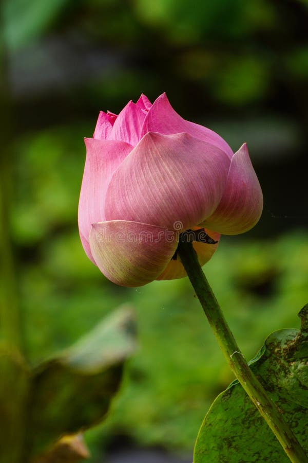 Single Pink Lotus stock image. Image of floret, green - 54002121