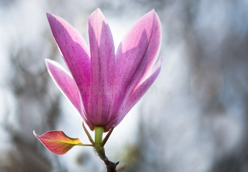 Single Pink Magnolia Flower on Blurry Background Stock Image - Image of ...