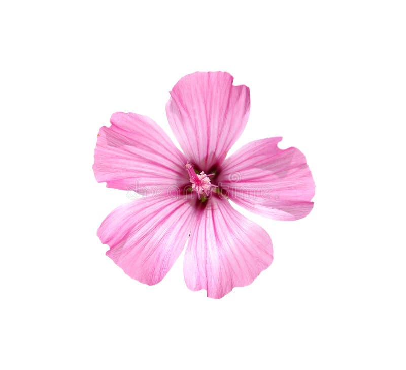 Single Pink Mallow Flower Isolated on White Stock Image - Image of ...