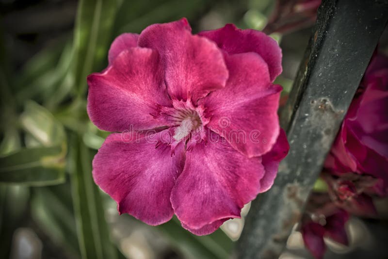 Single Oleander or Nerium Oleander Shrub Plant with Fully Open Blooming ...