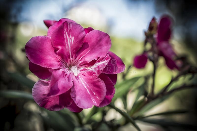 A single pink oleander stock photo. Image of beautiful - 152458234