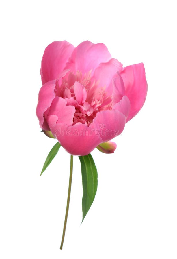 Single pink peony stock image. Image of plant, blossom - 146566283