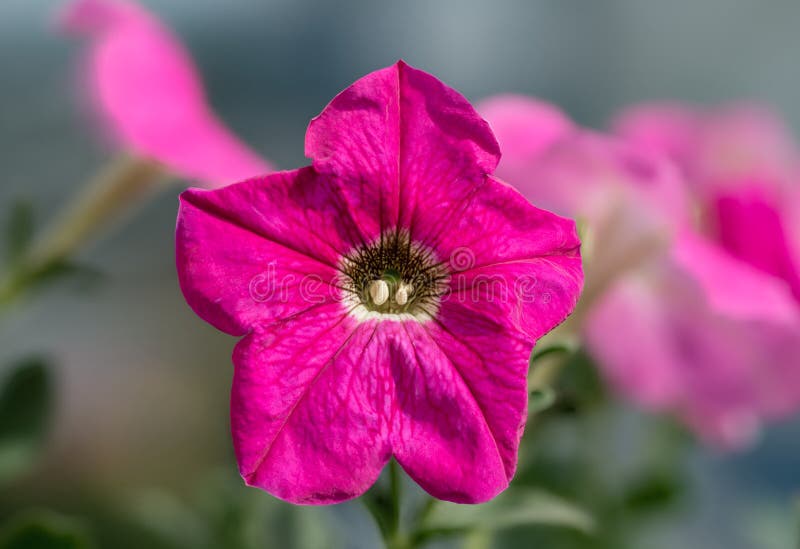 Single Pink Petunia Isolated on Green Background Stock Photo - Image of ...